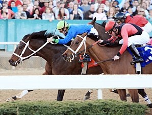 Native Ruler - Horse Profile - BloodHorse