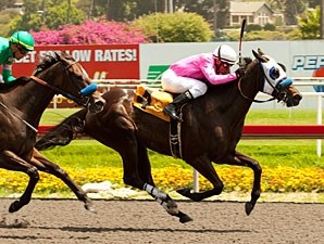 Via Villaggio - Horse Profile - BloodHorse