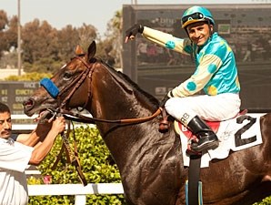 Paynter - Horse Profile - BloodHorse