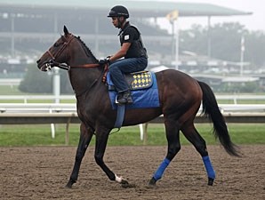 Paynter - Horse Profile - BloodHorse