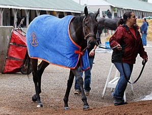 Uncle Mo - Horse Profile - BloodHorse