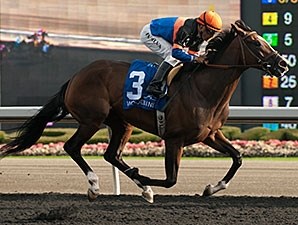 Strut the Course - Horse Profile - BloodHorse