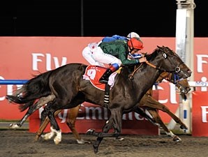 Mendip - Horse Profile - BloodHorse