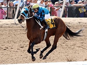 Rose S Desert Horse Profile Bloodhorse