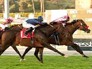 Willyconker (IRE) - Horse Profile - BloodHorse