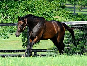 Uncle Mo - Horse Profile - BloodHorse