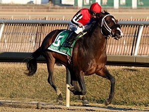 Dutrow Duo Tops in General George - BloodHorse