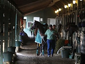 Oxbow - Horse Profile - BloodHorse