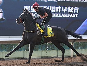 Sole Power (GB) - Horse Profile - BloodHorse