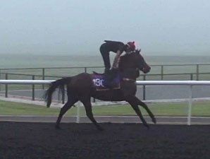 Sole Power (GB) - Horse Profile - BloodHorse