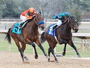 Secret Circle - Horse Profile - BloodHorse