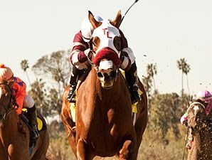 Willa B Awesome - Horse Profile - BloodHorse