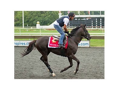 Willcox Inn Suffers Fatal Paddock Accident - BloodHorse