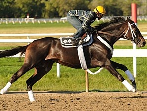 Kara's Orientation - Horse Profile - BloodHorse