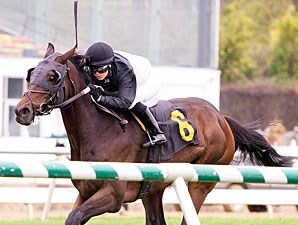 Baltimore Belle - Horse Profile - BloodHorse