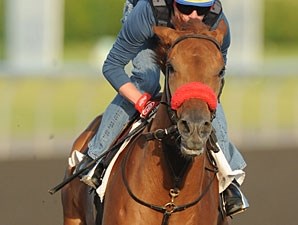 Okiyama - Horse Profile - BloodHorse
