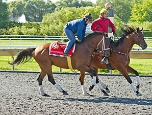 Vertiformer - Horse Profile - BloodHorse