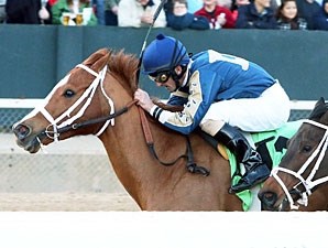 Seeking Ms Shelley - Horse Profile - BloodHorse