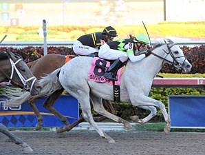 Honorable Dillon - Horse Profile - BloodHorse