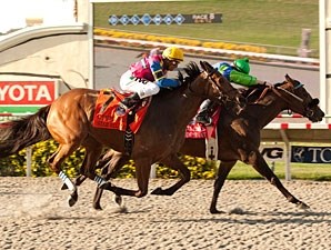 Include Me Out - Horse Profile - BloodHorse