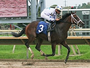 Gunfighter - Horse Profile - BloodHorse