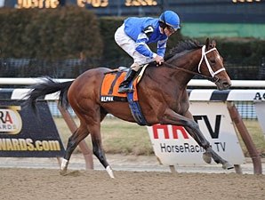 Alpha, My Adonis Put in Final Works for Wood - BloodHorse