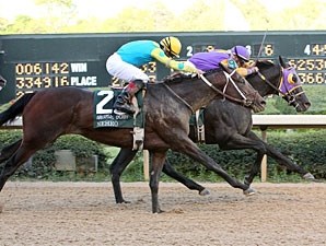 Archarcharch - Horse Profile - BloodHorse