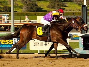 Anthony's Cross - Horse Profile - BloodHorse