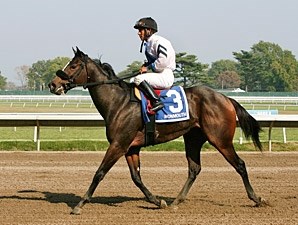 Flay Mignon - Horse Profile - BloodHorse