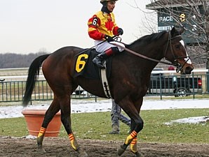 Arlo - Horse Profile - BloodHorse