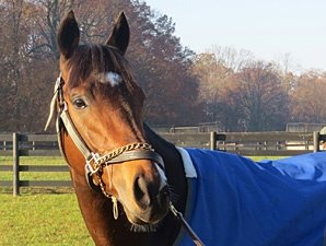 Paynter's Recovery Is 'Moment of the Year' - BloodHorse