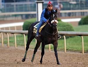 Musket Man - Horse Profile - BloodHorse