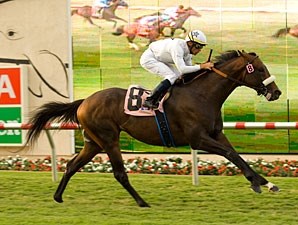 Colonel John - Horse Profile - BloodHorse