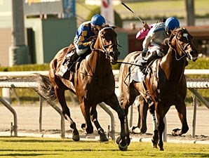 Unbridled's Note - Horse Profile - BloodHorse