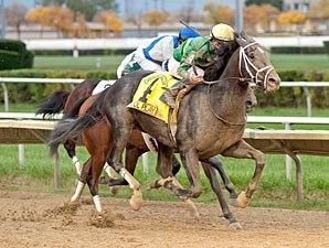 Pool Play - Horse Profile - BloodHorse