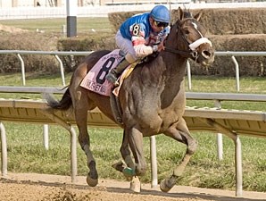 Musket Man - Horse Profile - BloodHorse