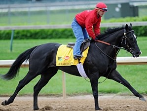 Archarcharch - Horse Profile - BloodHorse