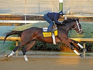 Uncle Mo - Horse Profile - BloodHorse