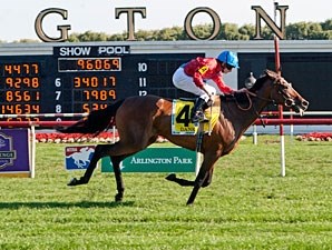 Dank (GB) - Horse Profile - BloodHorse