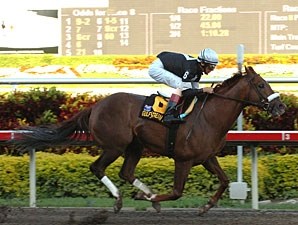 Commentator - Horse Profile - BloodHorse