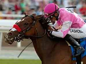 Willyconker (IRE) - Horse Profile - BloodHorse