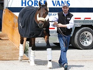 Uncle Mo - Horse Profile - BloodHorse