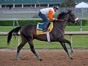 Musket Man - Horse Profile - BloodHorse