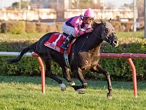 Willcox Inn - Horse Profile - BloodHorse