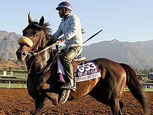 Handsome Mike - Horse Profile - BloodHorse