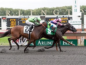 Willcox Inn - Horse Profile - BloodHorse