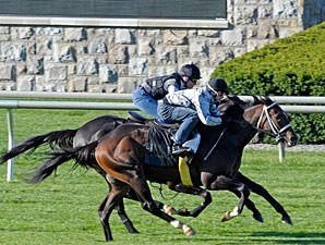Willcox Inn - Horse Profile - BloodHorse