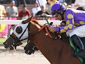Awesome Belle - Horse Profile - BloodHorse