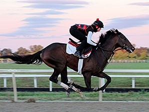 Orb - Horse Profile - BloodHorse