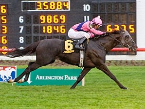 Willcox Inn - Horse Profile - BloodHorse